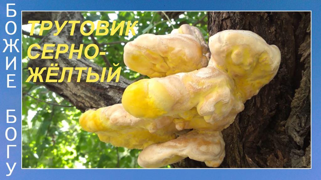 Трутовик серно-жёлтый