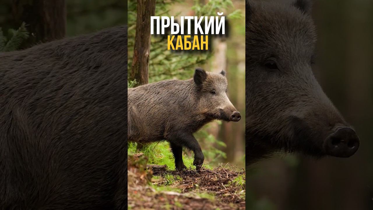 Живучий кабан! Чуть не упустили! #охотарыбалка #охота #трофей #кабан #добыча