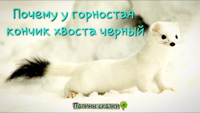 Почему у горностая кончик хвоста черный (якутская народная сказка)