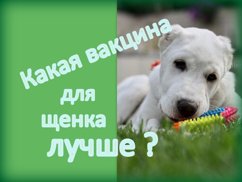 Вакцинация щенков. часть 3