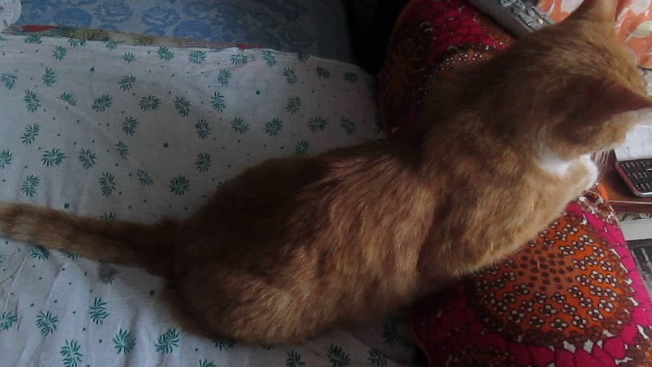 Рыжику - Ваенга душу растревожила