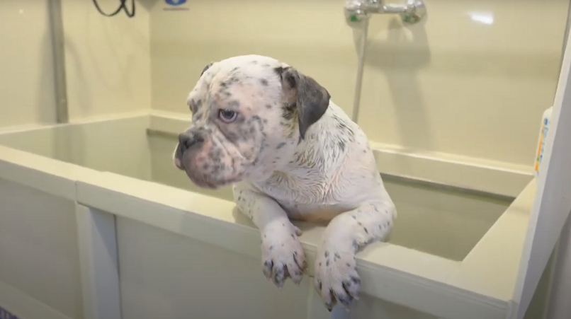 Видеообзор наших клиентов о мойке для животных .