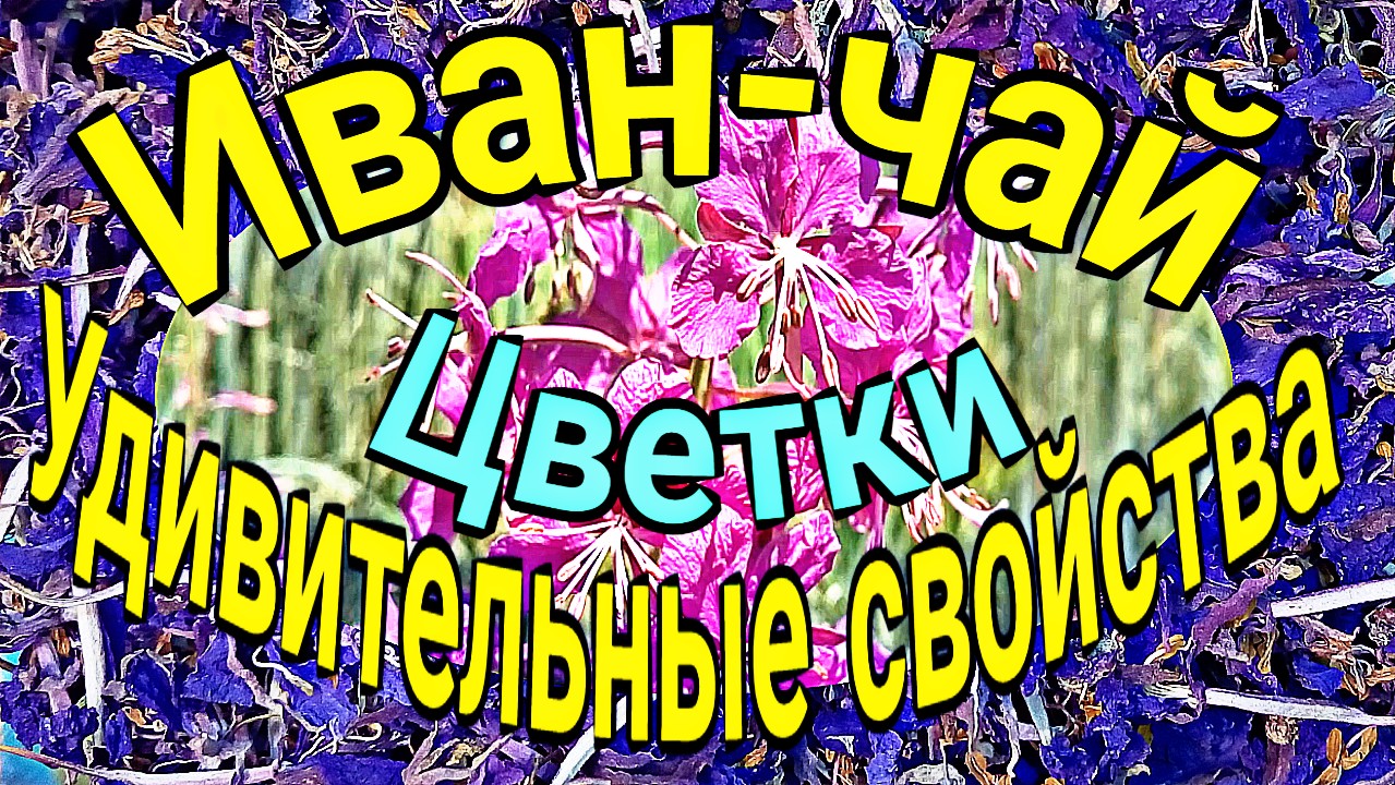 Иван-чай. Цветки. Удивительные свойства.