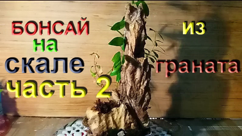 2.Бонсай гранат на скале часть 2.