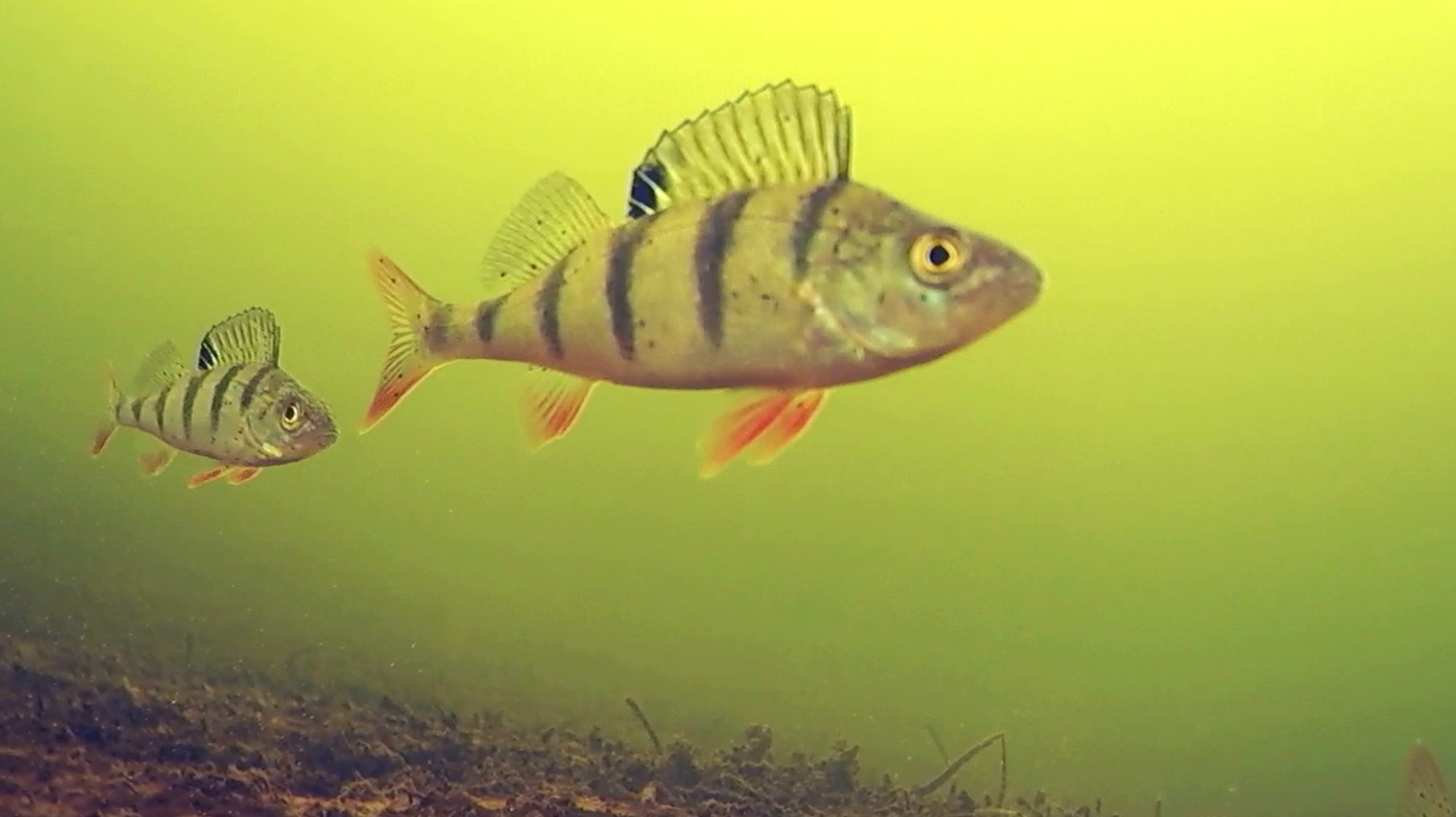 Безмотылка в конце января глухозимье миф или реальность.