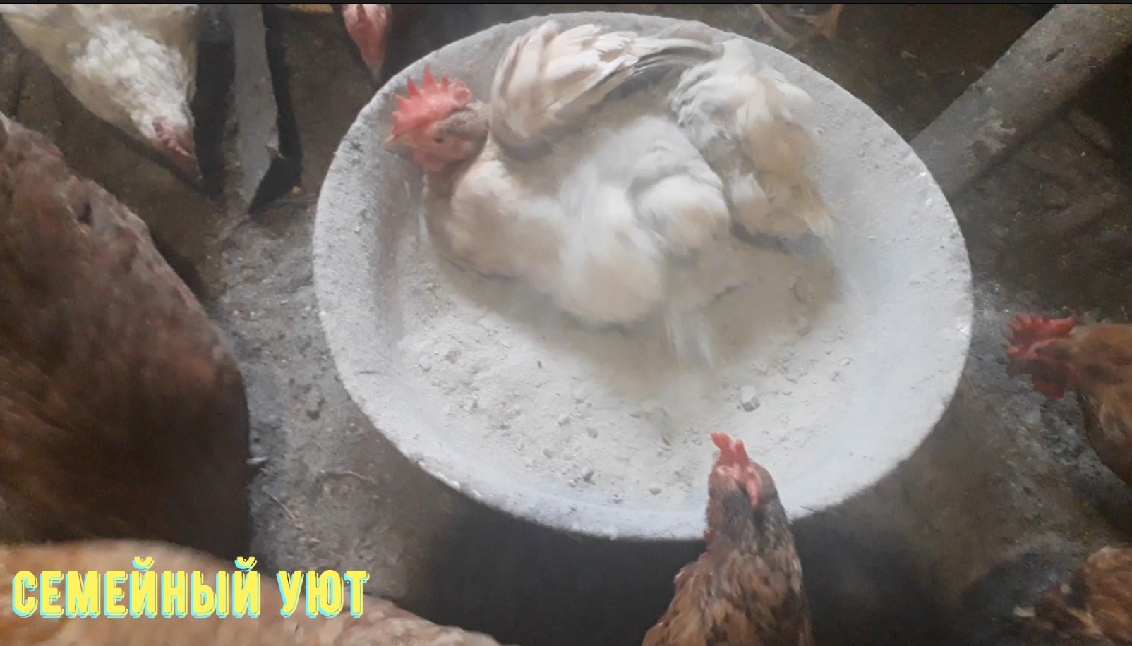 Профилактические ванны для кур