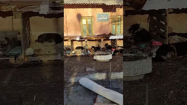 Спасённые от наводнения собаки. Орск  2024.