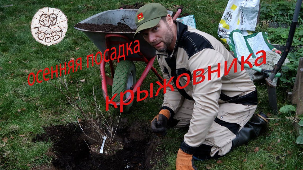 Как сажать (пересаживать) Крыжовник! Преимущества осенней посадки!