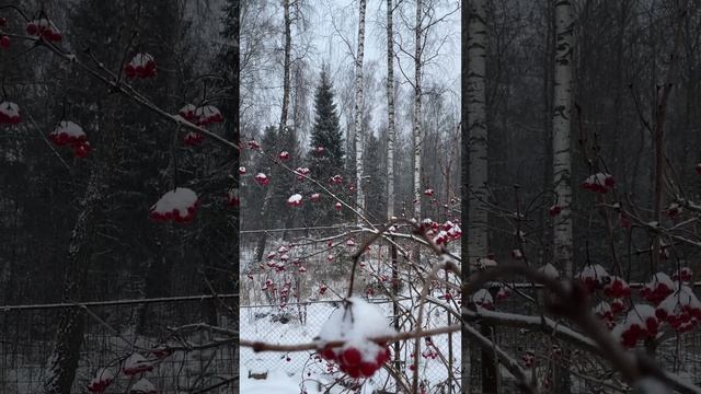Новогодние шапочки сделанные самой природой?
