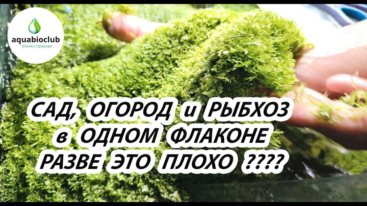 "Аквариумы сад, огород и рыбхоз в одном флаконе. Примитивизм в аквариумистике, а разве это плохо?"