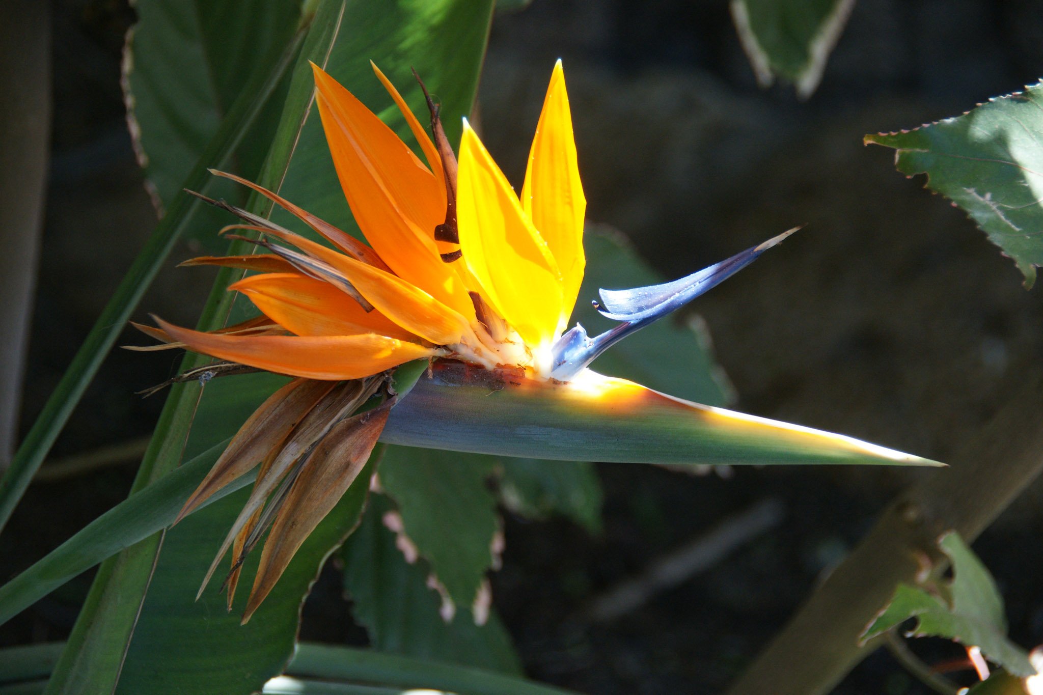 Экзотические цветы Амазонии РЕЛАКС АРТ-ТЕРАПИЯ ИМПРОВИЗАЦИЯ композитор Виктор Анохин #музыка #цветы