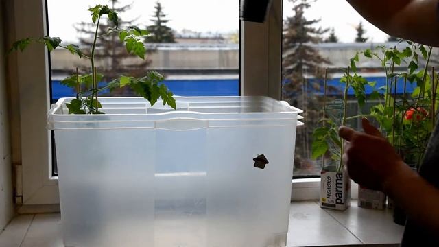 Подготовка переросшей рассады к выезду на дачу