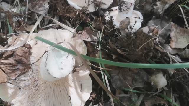 Грузди 2024 год идём в лес гулять 🍄🟫🍄🟫🍄🟫