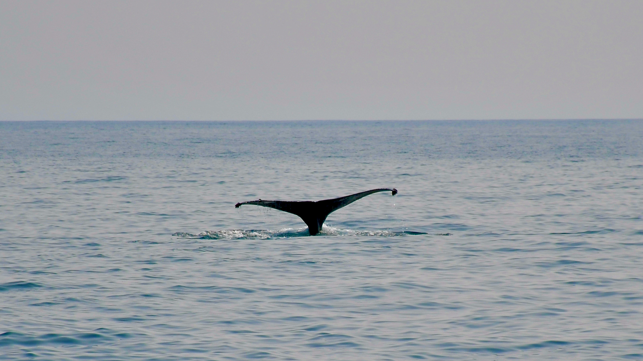 Как мы встретили косаток и кита в Тихом океане