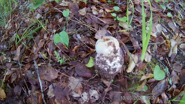 Весенние грибы.Грибы,которые можно встретить весной.