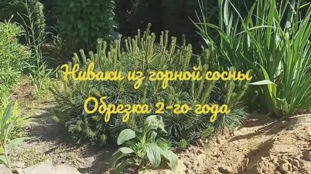 Ниваки из горной сосны, обрезка 2-го года