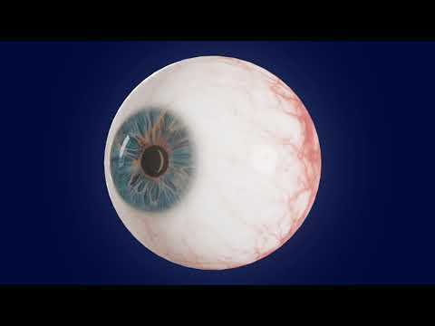 3D model Photorealistic human eye