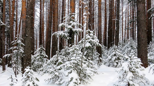 Зимний лес. Зимняя сказка. Этюд №02