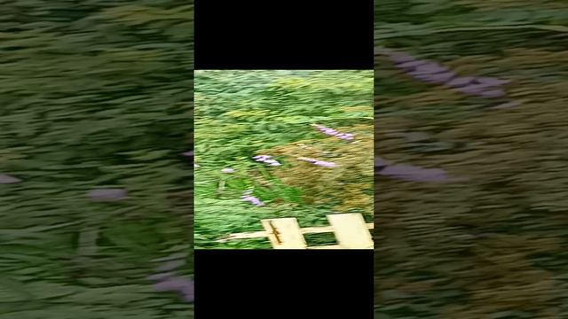 Цветочная красота-27 июля 2024 VID20240727153643