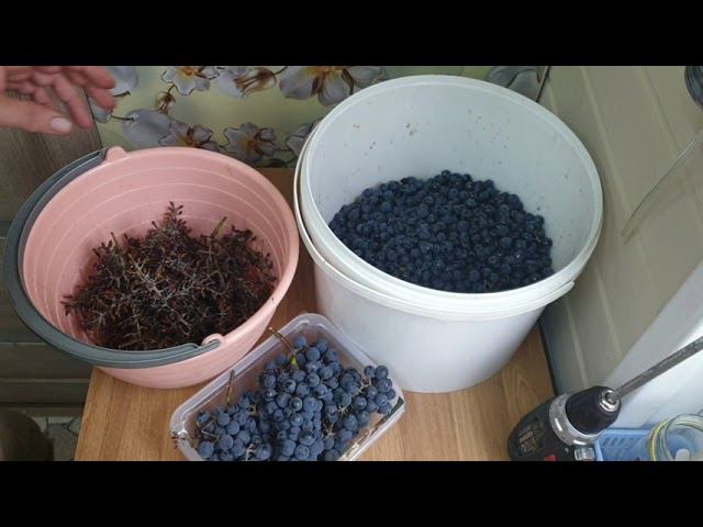 Домашнее виноградное вино.   Часть 1.