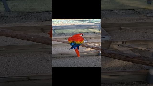 Красный Ара