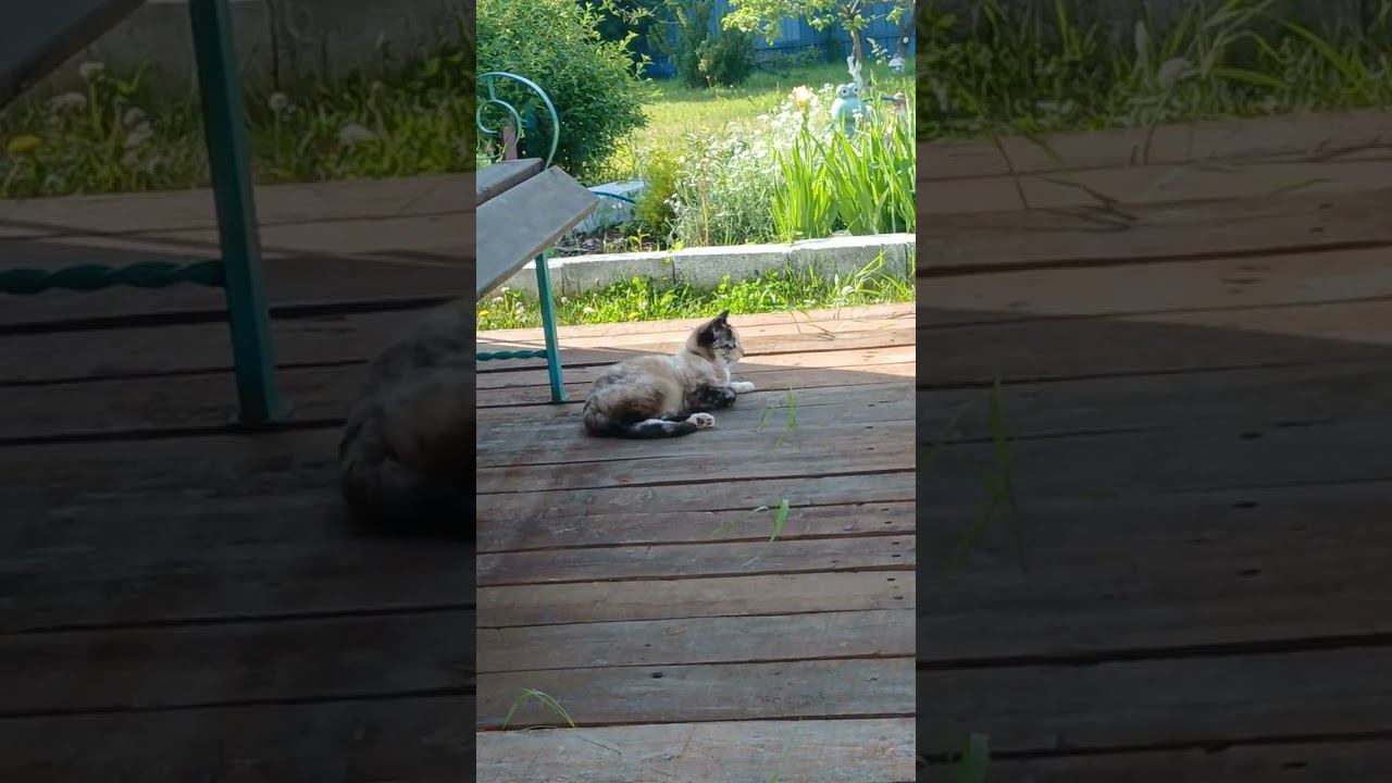 мои кошаки  Космос, назван так как черный)) и Барса - сиамская.  ❤️ их:) #кошка #кошки #чёрныйкот