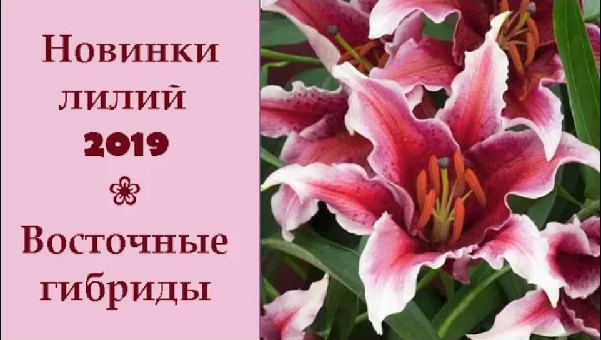 ❀ Новинки лилий 2019: Восточные гибриды