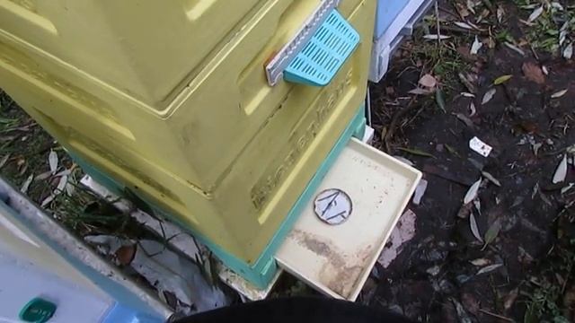 сколько раз обрабатывать пчел от клеща осенью - третья за две недели, осенняя обработка от клеща