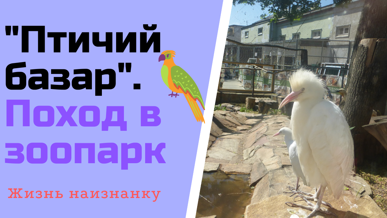 "Птичий базар". Поход в Ленинградский зоопарк