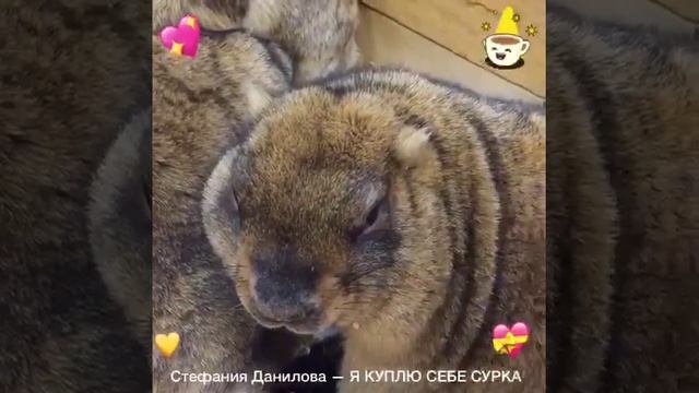 Стефания Данилова  — Я куплю себе сурка