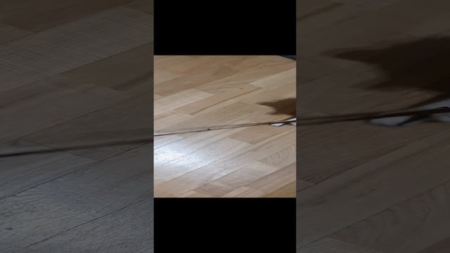 Игры на ночь с кошкой.