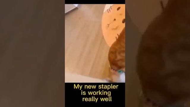 funny cats 39 #shorts