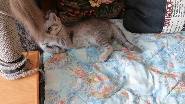 Котенок играет с хвостом своей мамы