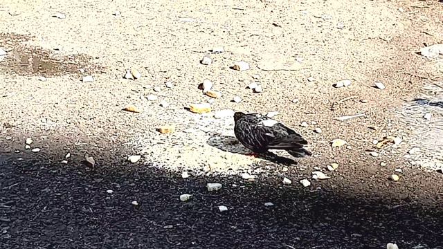 Голубь ест блинчик