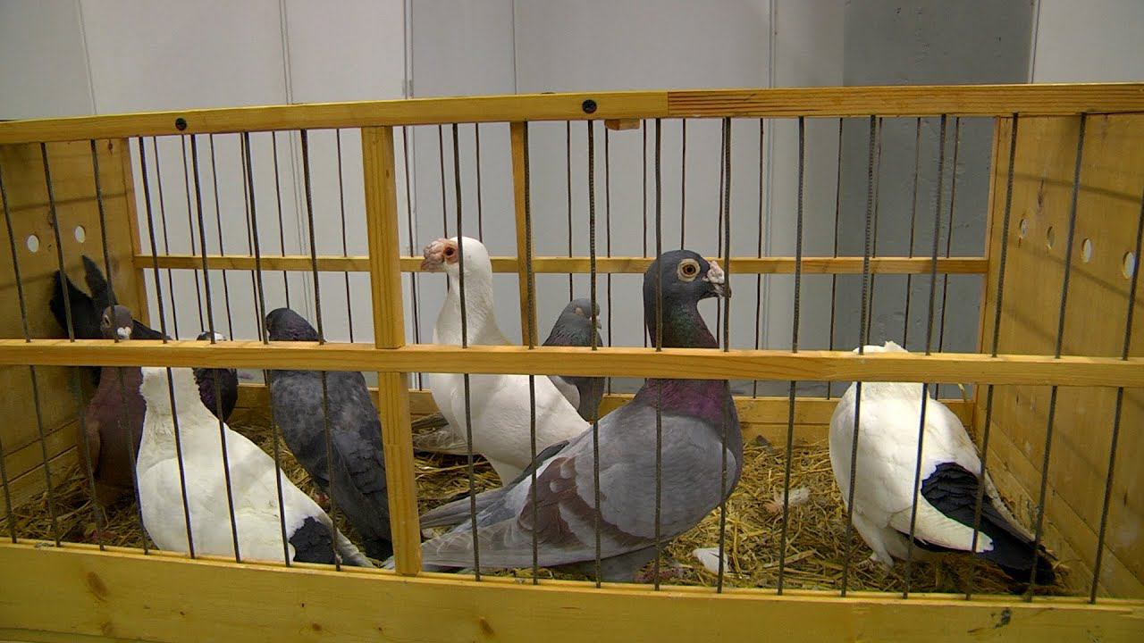 Выставка-ярмарка.25.01.2020. Часть 2. Уфа. ВДНХ-Экспо.