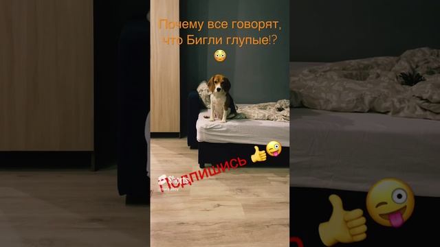 ПОЧЕМУ ЭТО ВДРУГ БИГЛИ НЕ УМНЫЕ?!