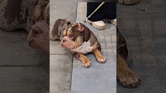 10.12.2023. г. Зоошоу,выставка домашних животных,кошек,собак,грызунов,харьков.