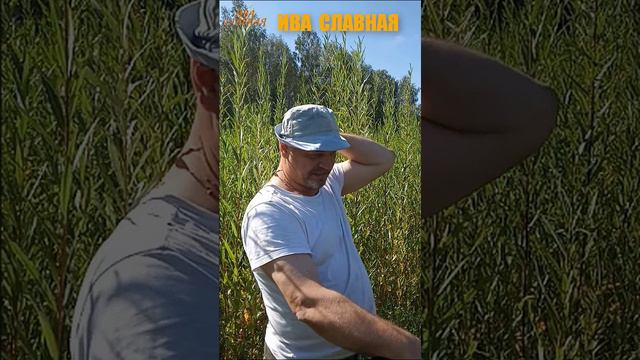 Ива Славная: Заканчиваем летние работы на плантации (29.08.2024)