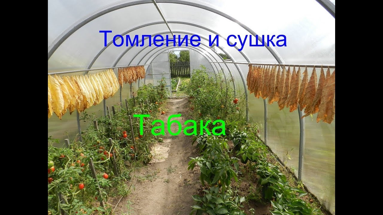 Томление и сушка табака (Выращивание табака 2019) Часть 13