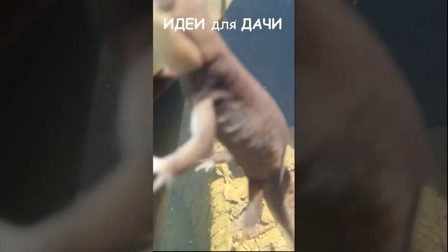 Кто живет в пруду на даче.