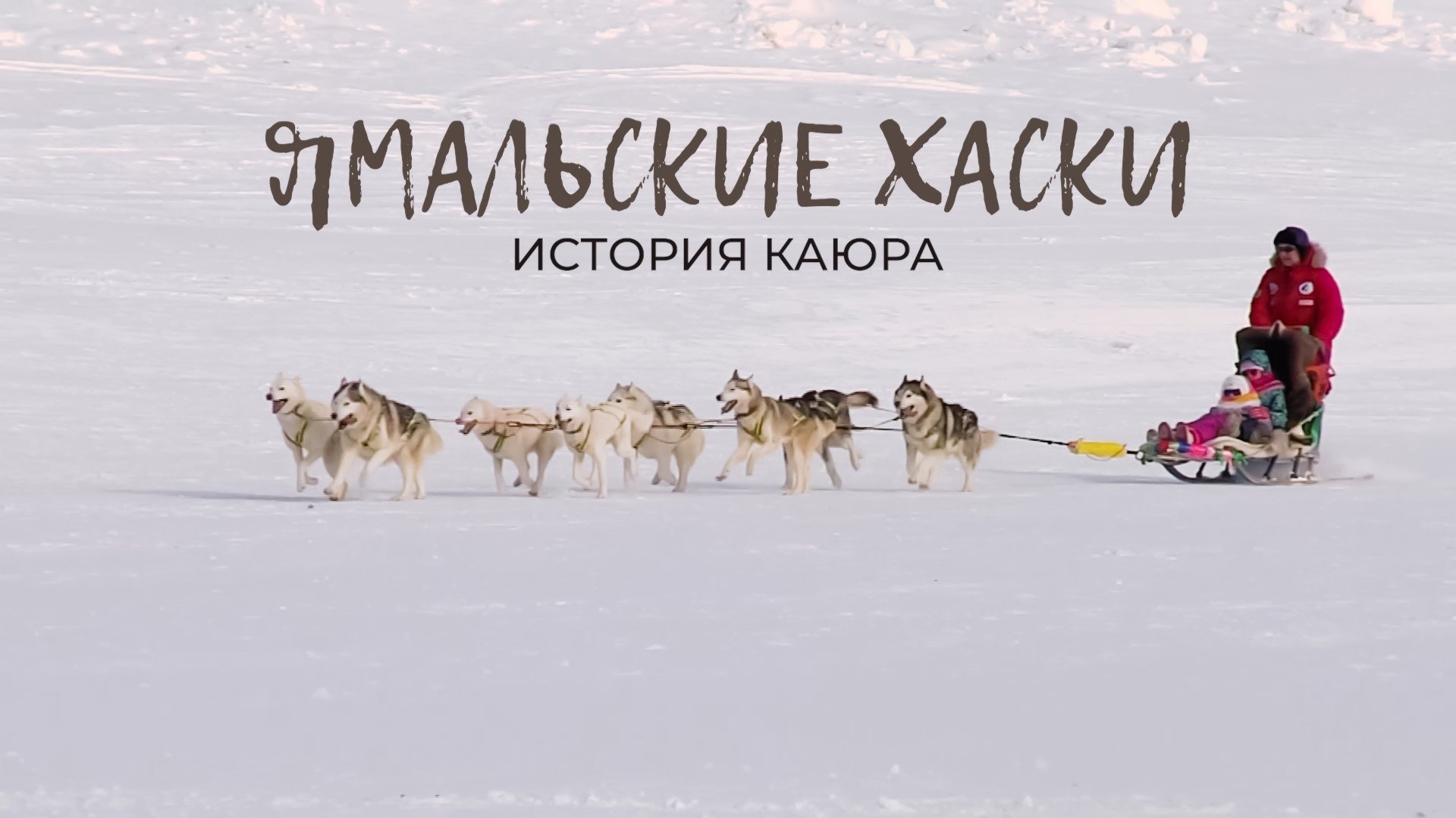 Ямальские хаски. История каюра | Полярные истории