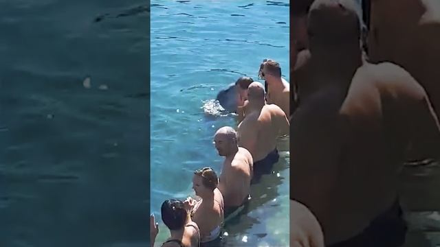 Поцелуи от дельфина