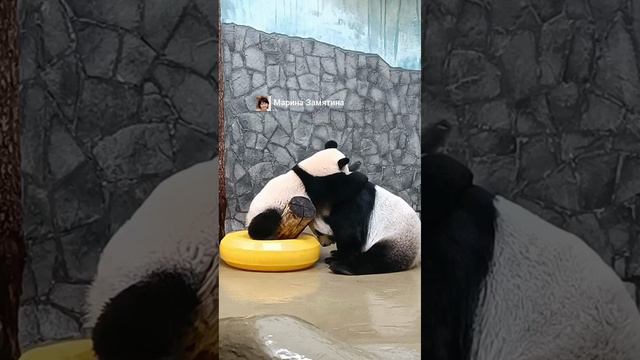 Панды мама Диндин с дочкой Катюшей.