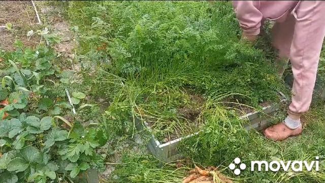 Продолжение сбора моркови в начале сентября