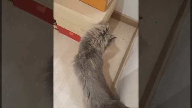 Пыльный кот - это Чучело-Мяучело!