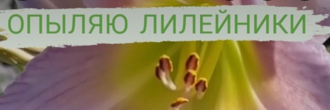 Опыляю лилейники? И уже завязались коробочки?