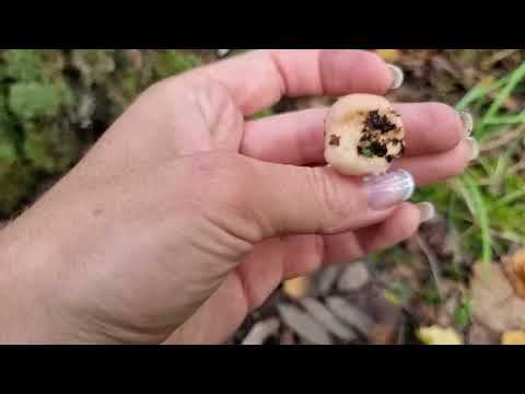 Грибы в Подмосковье. Сыроежки. Лисички. Подберезовики.