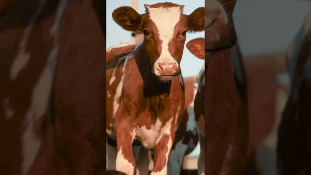 Флорикол: лечение респираторных заболеваний у животных