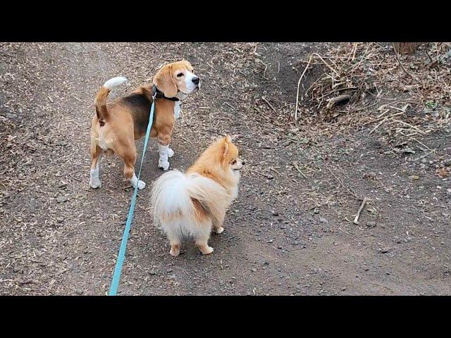 Мальчики - зайчики:) Первая совместная прогулка. Шпиц Фокс и бигль Буля