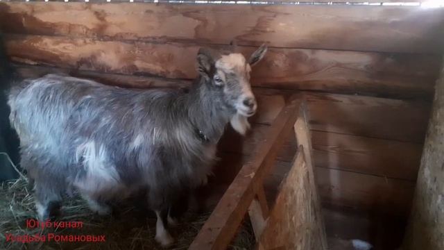 Лялькино чудо.